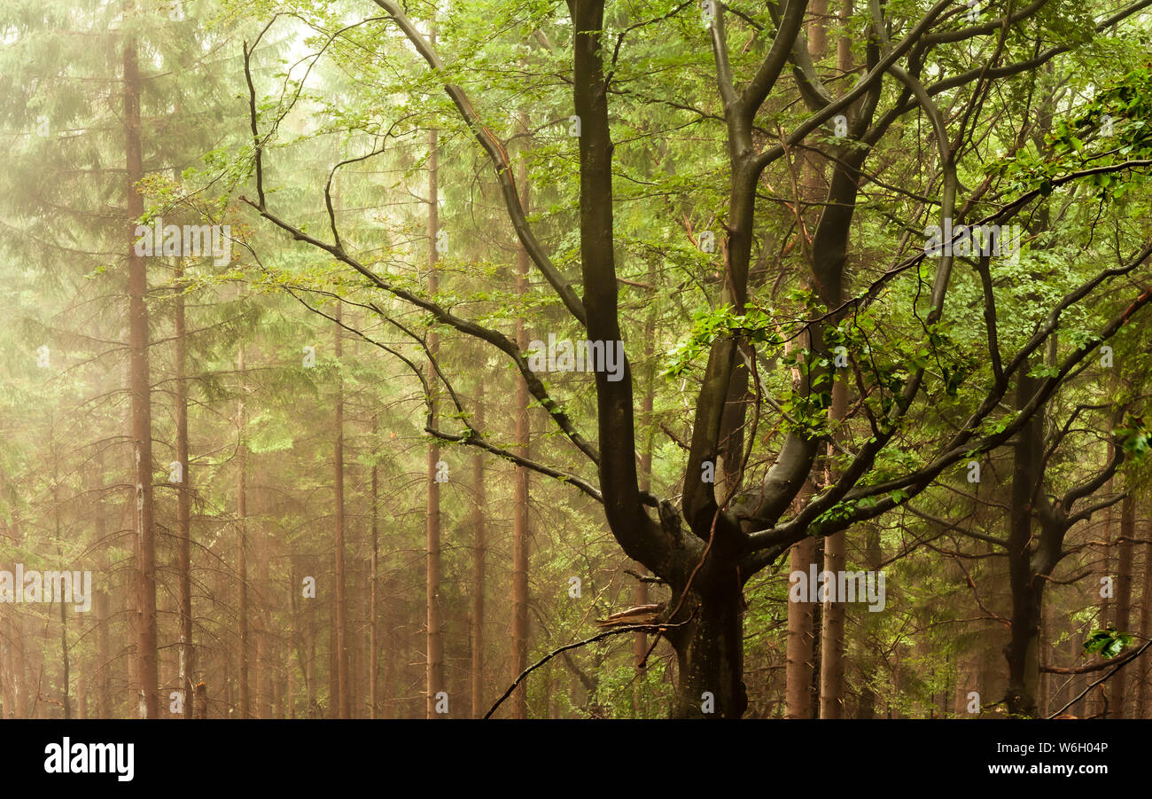 Trees in the rain Stock Photo - Alamy