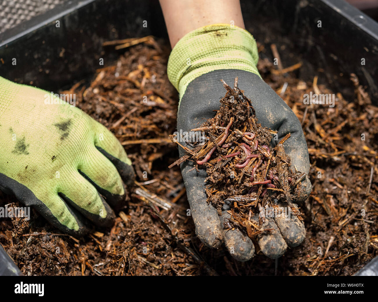 The worm composting is a great fertilizer Stock Photo - Alamy