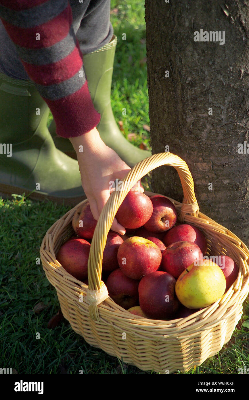 Farmer Picking Apples In Orchard High Resolution Stock Photography and ...