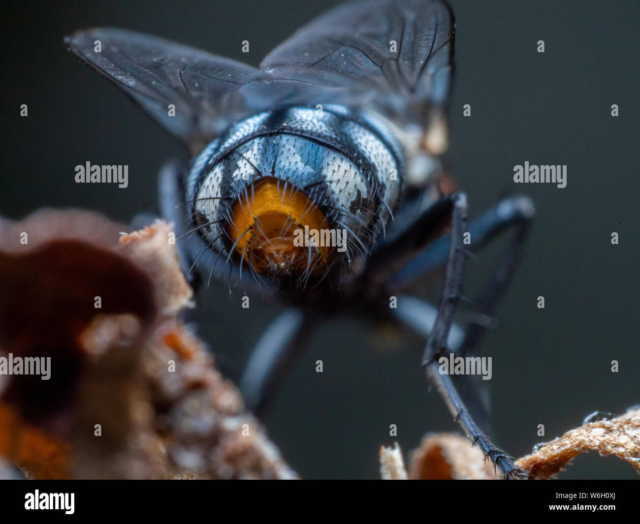 Detailed close up insect hi-res stock photography and images - Alamy