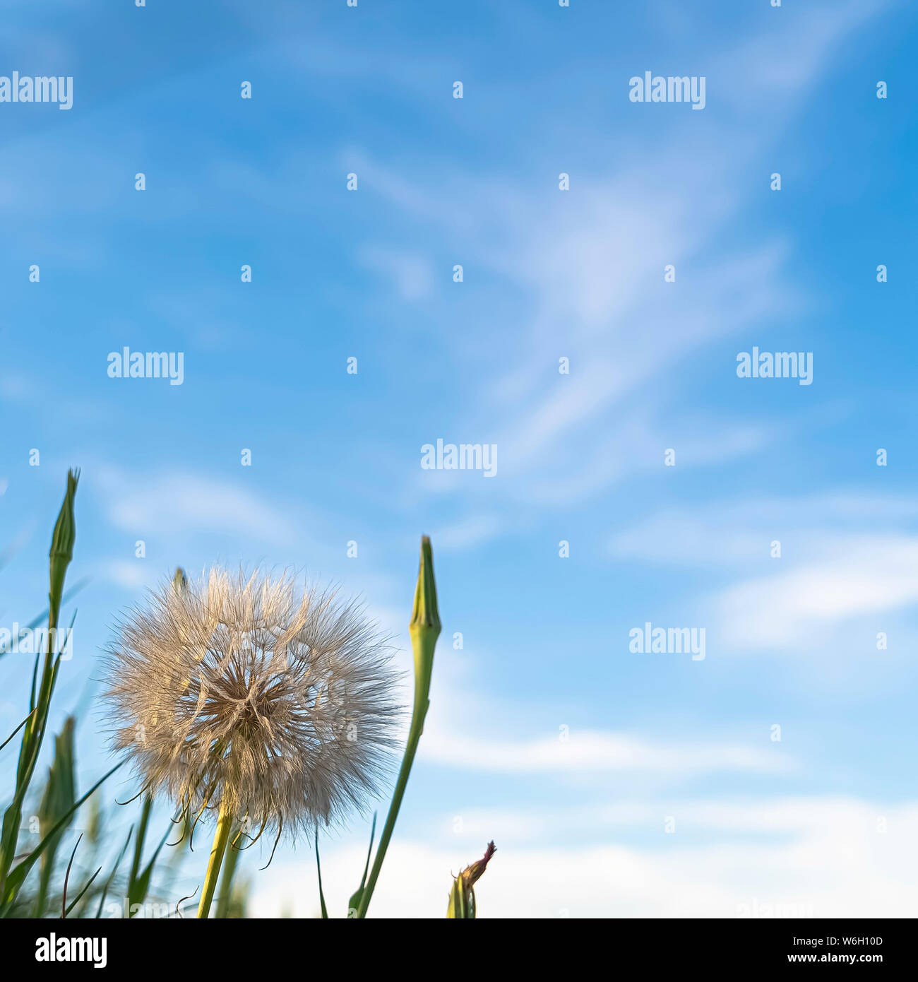 Square Beautiful nature scenery with close up of a dandelion against ...