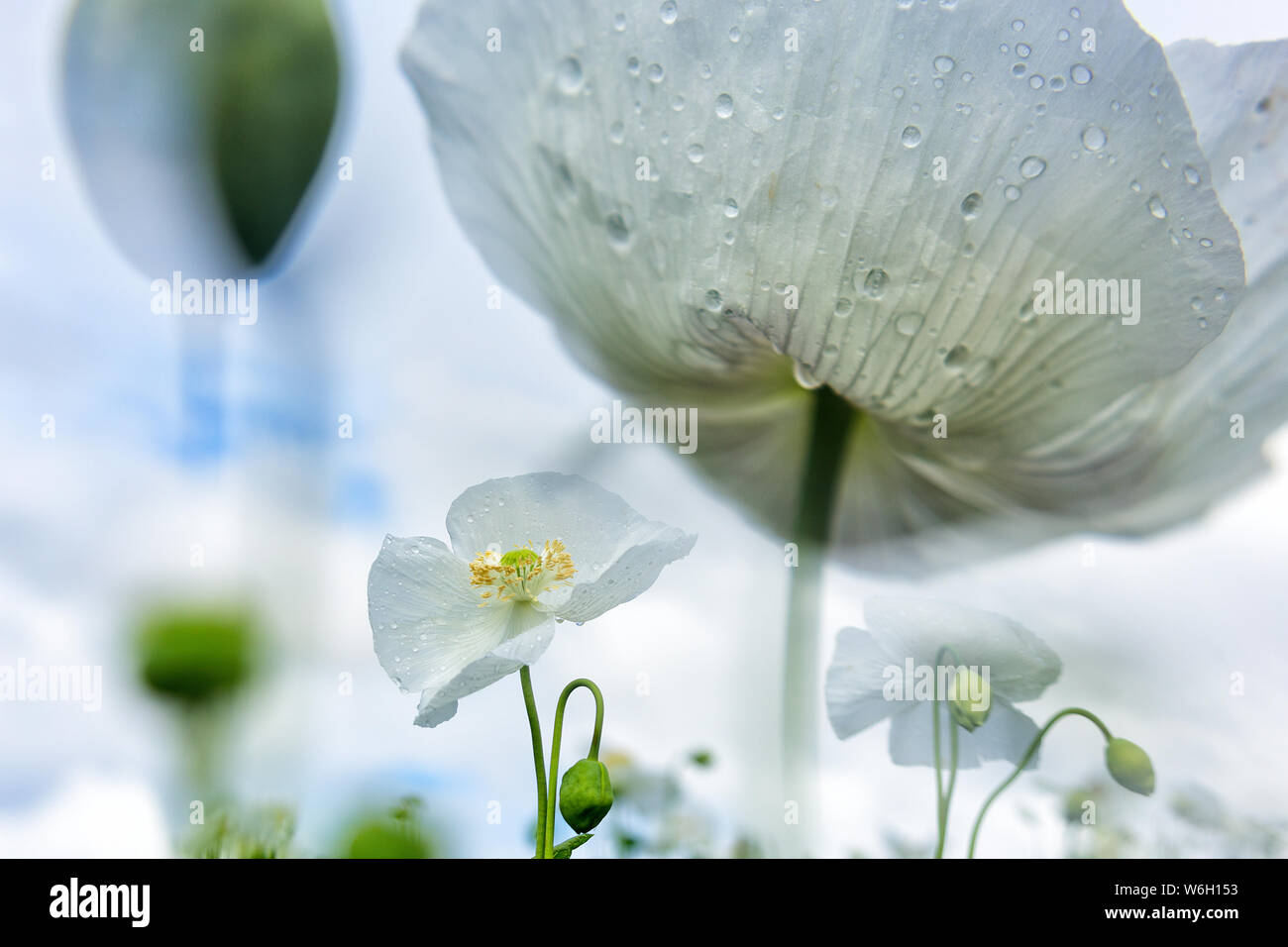 Field of opium poppies - papaver somniferum Stock Photo - Alamy