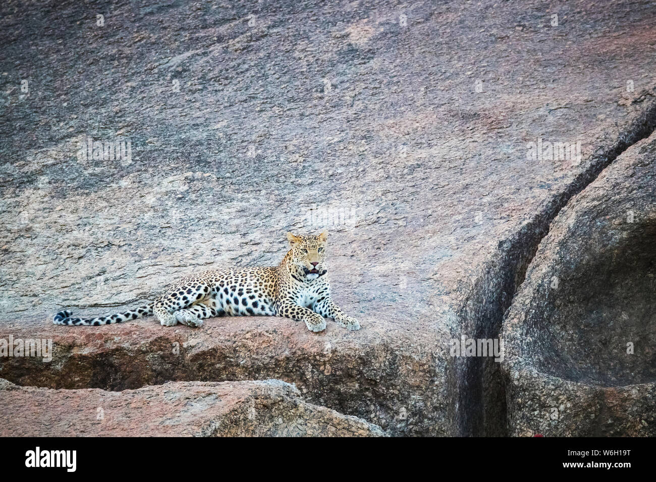 Jawai rajasthan leopard hi-res stock photography and images - Alamy