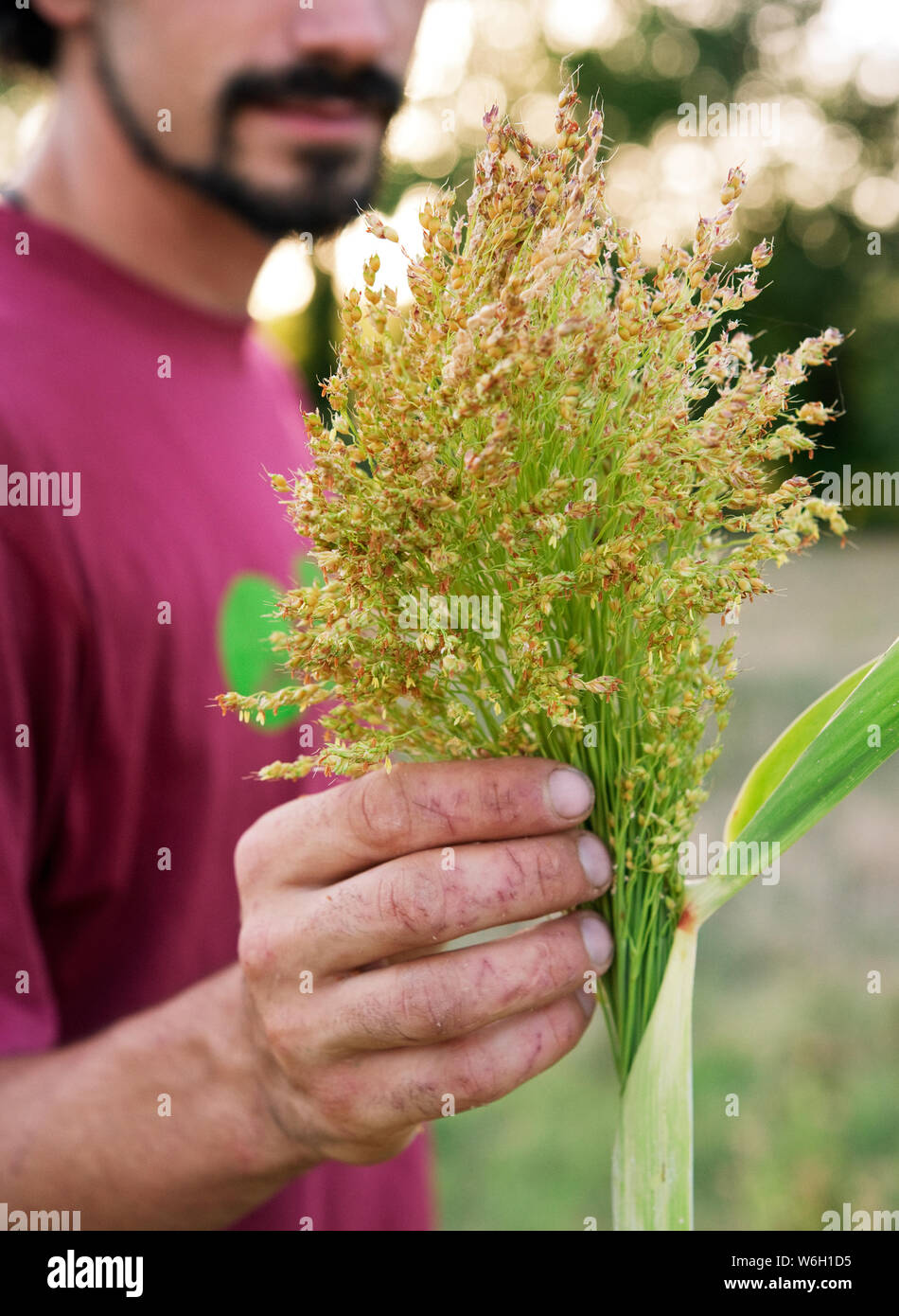 Farmer shows the Sorghum flowers. Close up Stock Photo - Alamy