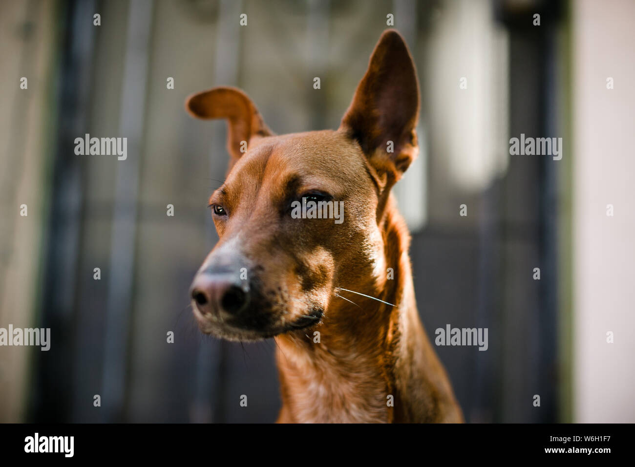 Red mutt standing outdoor hi-res stock photography and images - Alamy