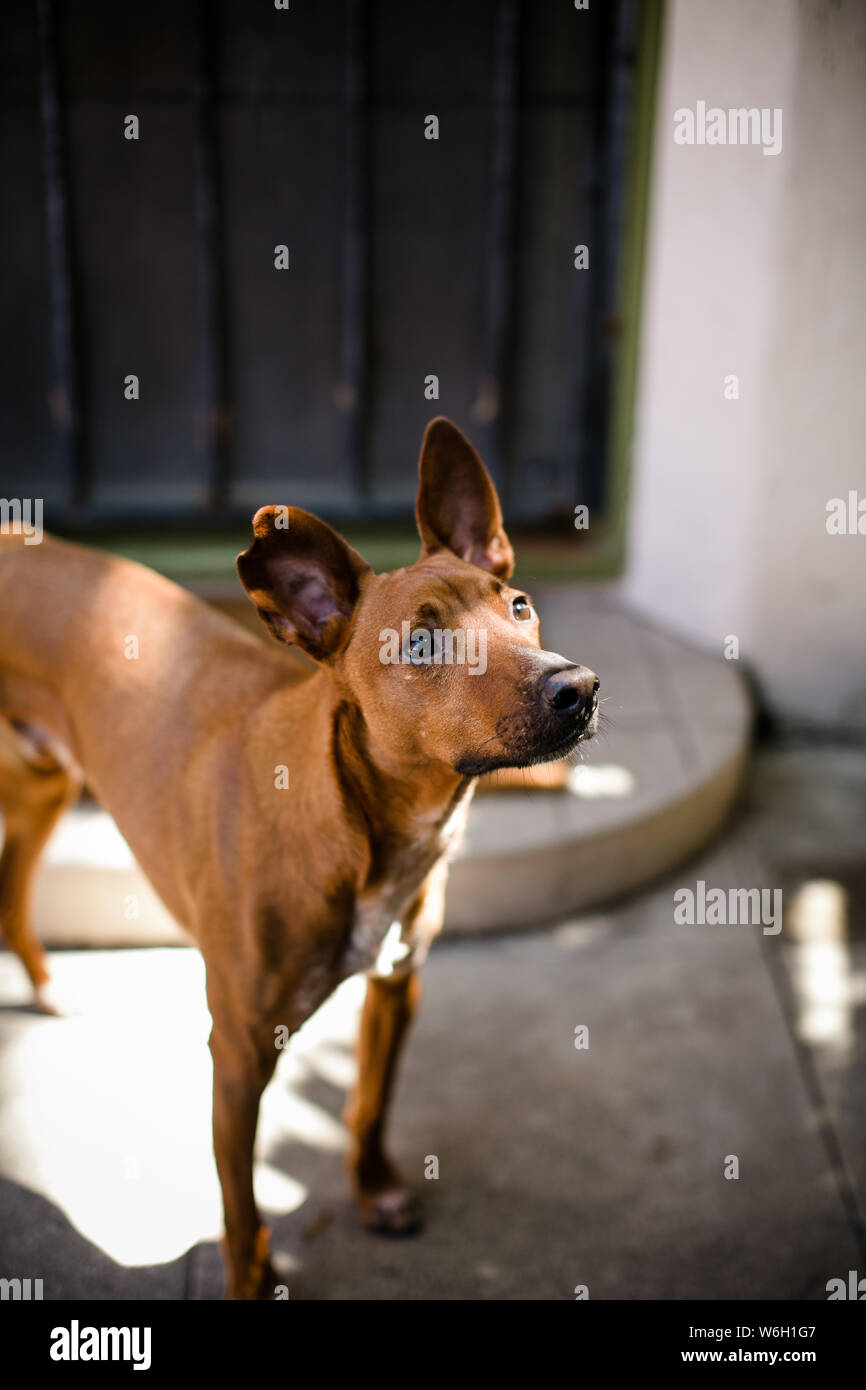 Red Dog Standing outside on patio on sunny day Stock Photo - Alamy