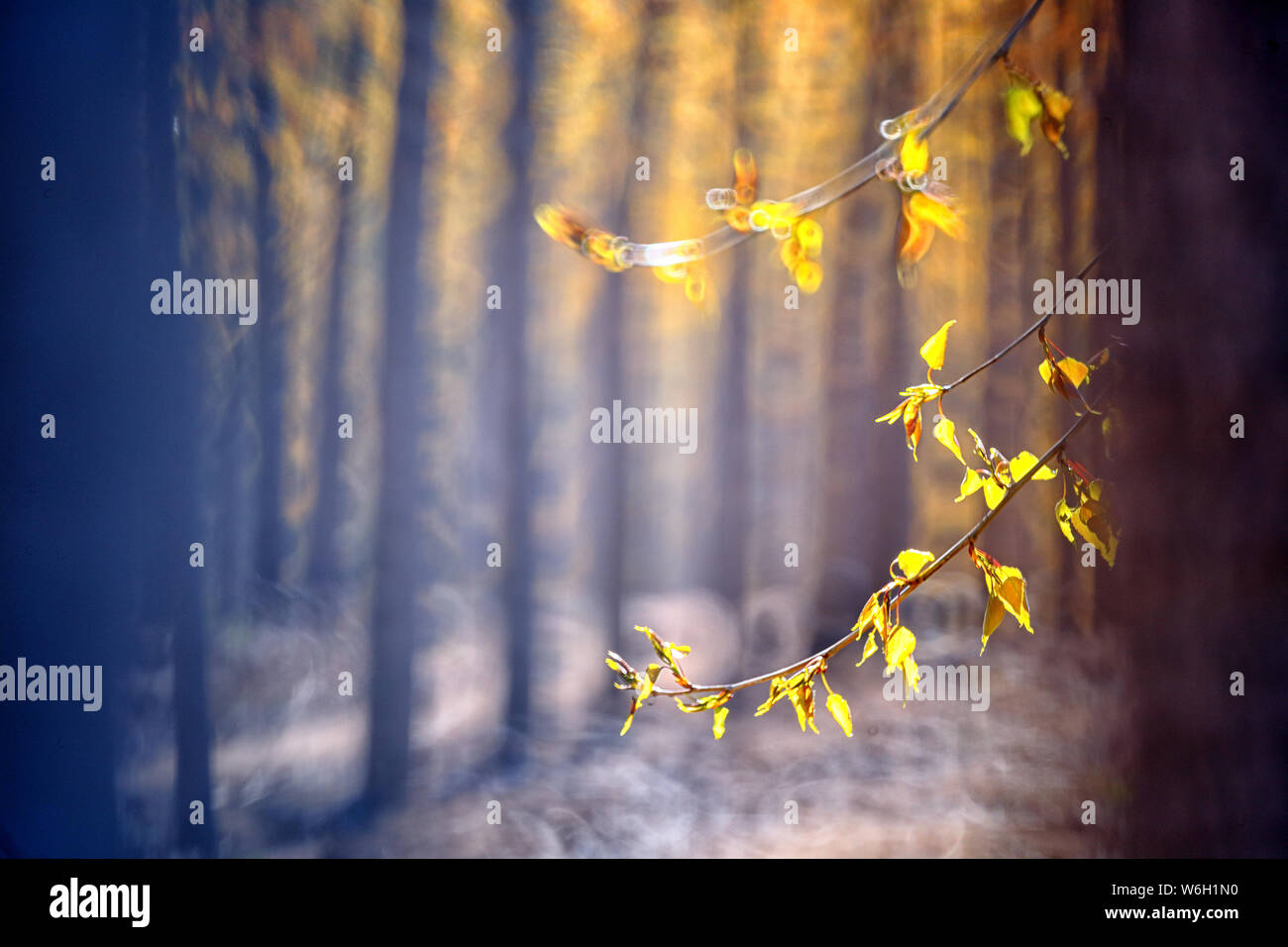 Black poplar leaves populus nigra hi-res stock photography and images ...