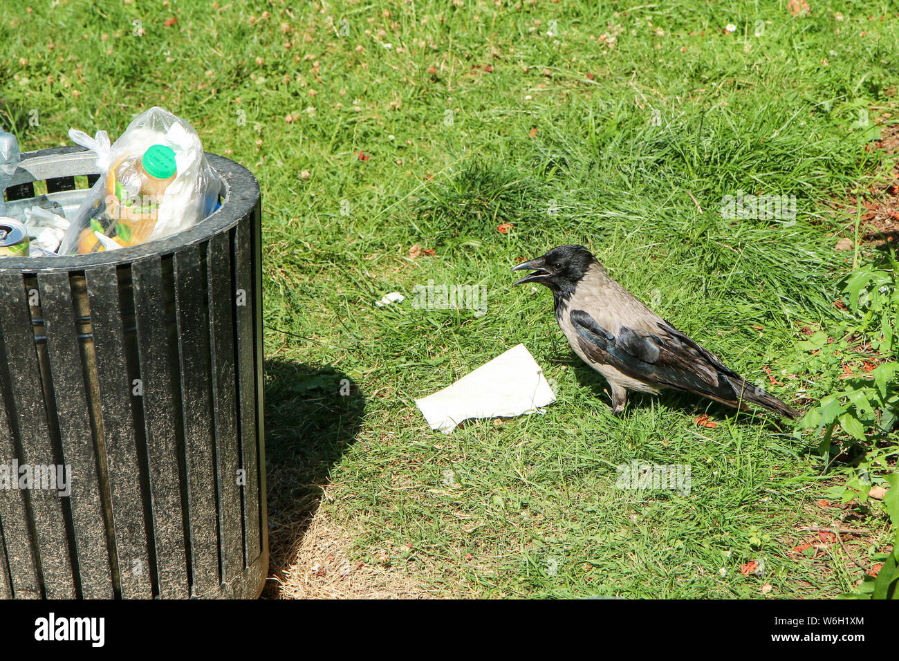 A picture of a hungry crow eating garbage from a trash bin and doing ...