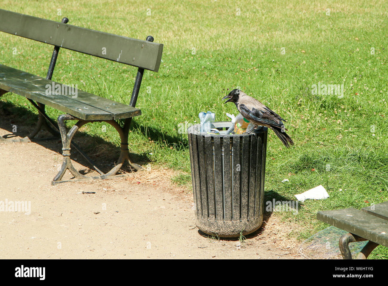 A picture of a hungry crow eating garbage from a trash bin and doing ...