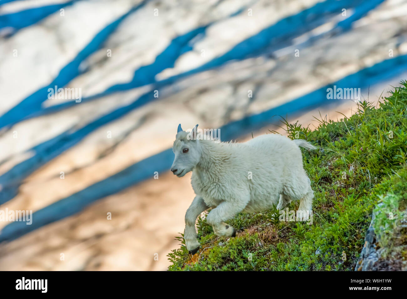 Goat running hi-res stock photography and images - Alamy