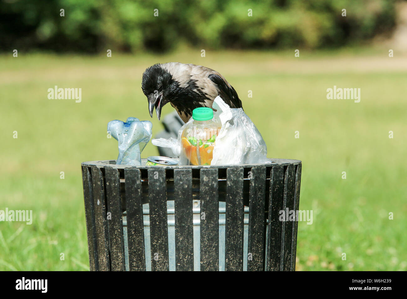 A picture of a hungry crow eating garbage from a trash bin and doing ...