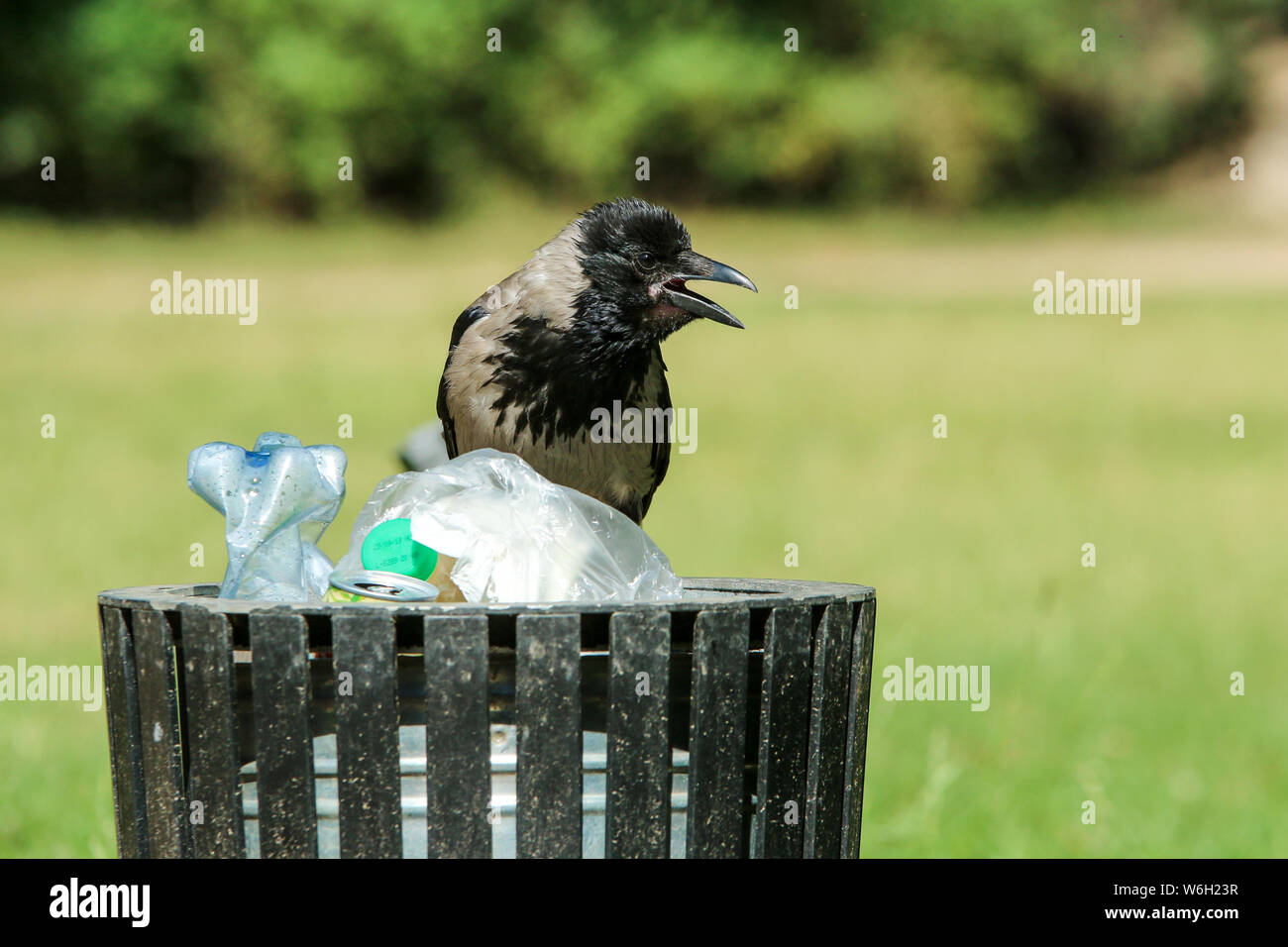 A picture of a hungry crow eating garbage from a trash bin and doing ...