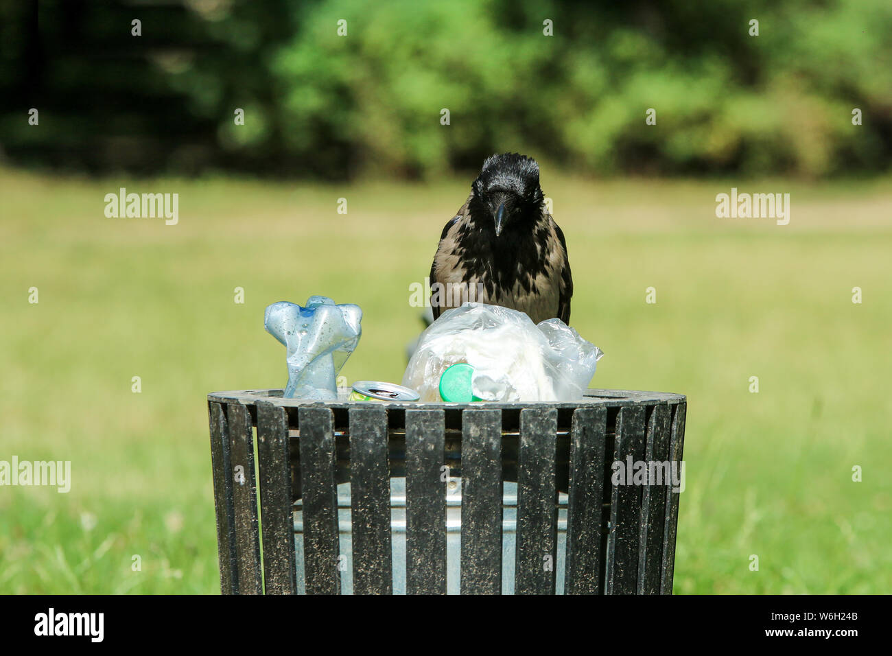 A picture of a hungry crow eating garbage from a trash bin and doing ...