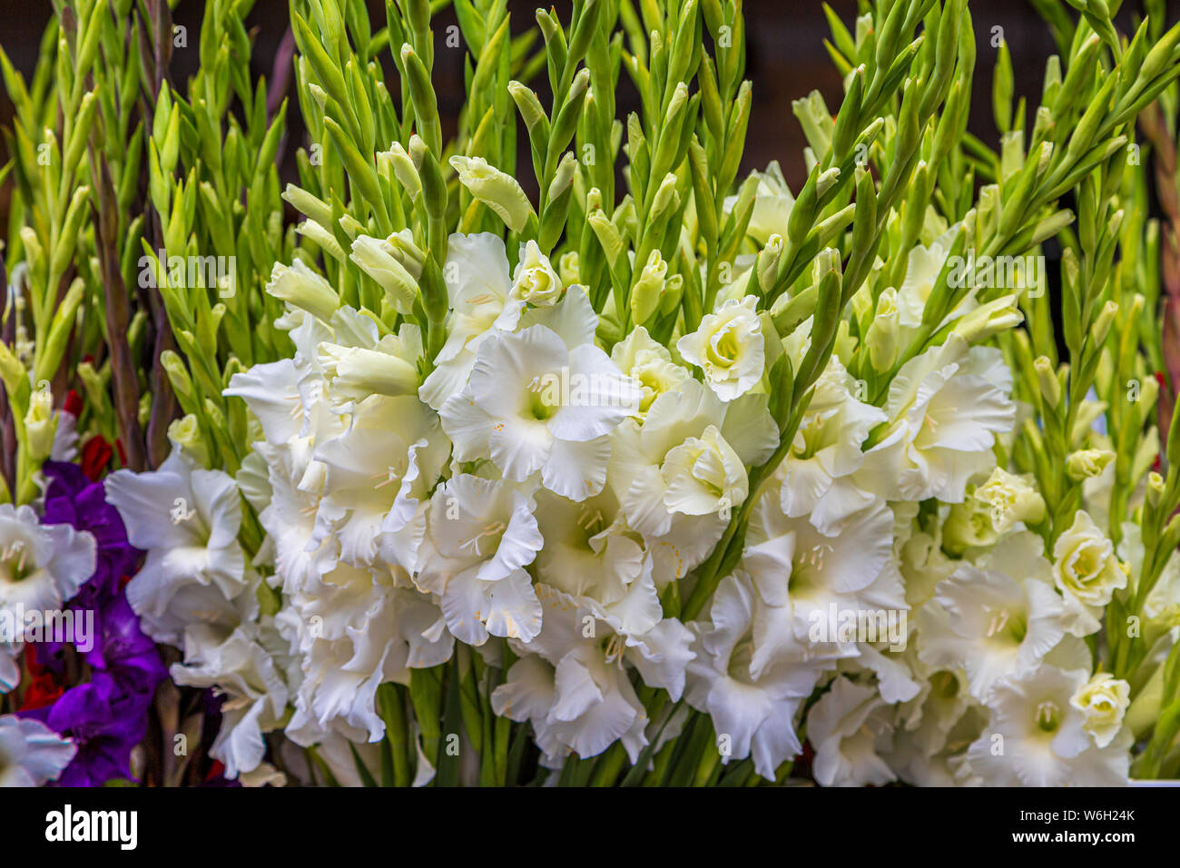 Stems of flower hi-res stock photography and images - Alamy