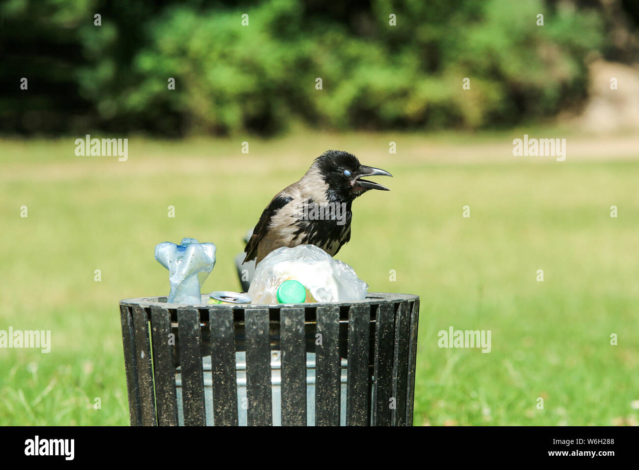 A picture of a hungry crow eating garbage from a trash bin and doing ...