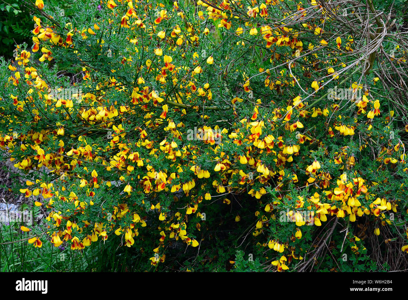 Wild flowers, Ginster Stock Photo - Alamy