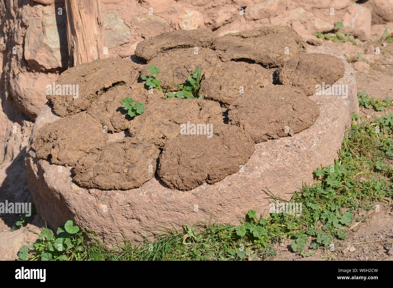 Dried Cow Dung High Resolution Stock Photography and Images - Alamy