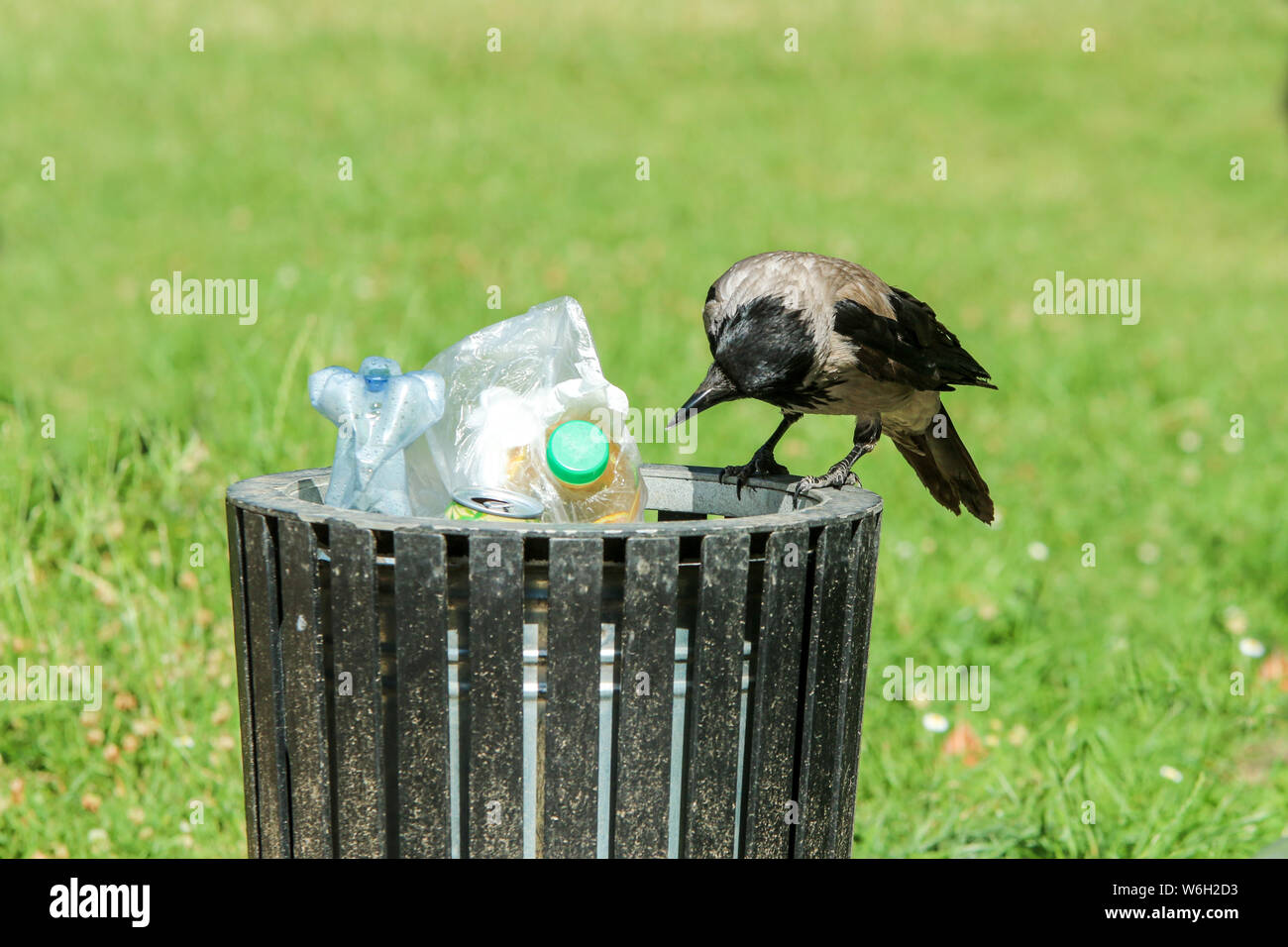 A picture of a hungry crow eating garbage from a trash bin and doing ...