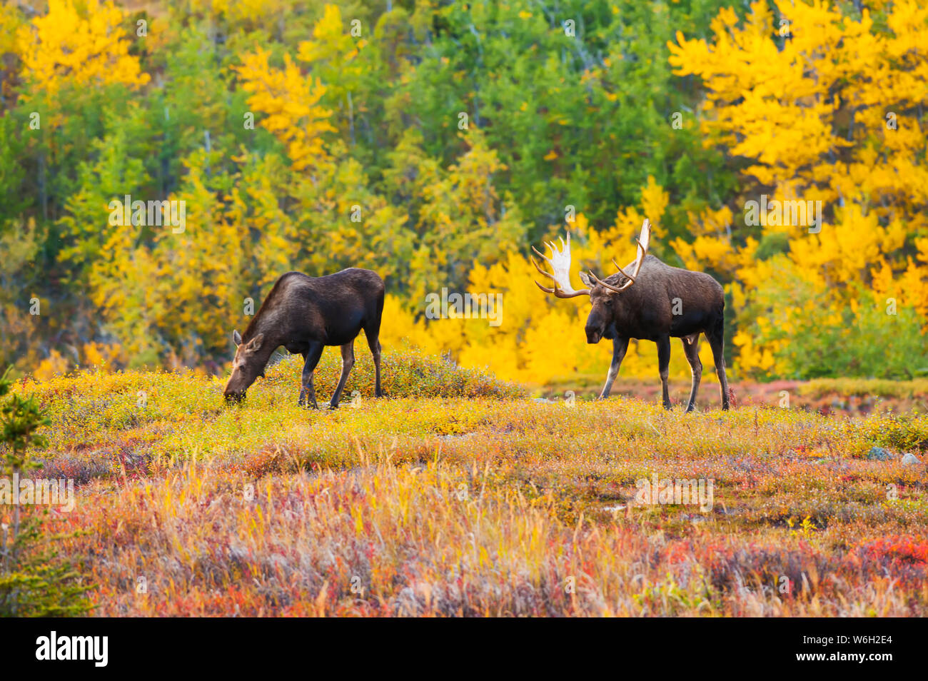 Large bull Moose (Alces alces) standing in brush near a cow moose ...