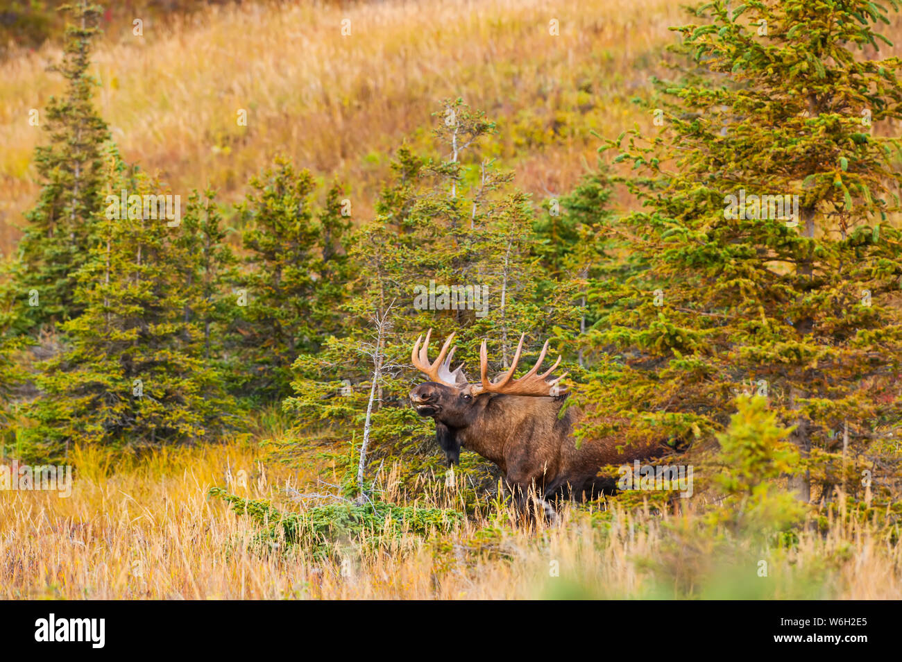 Large bull Moose (Alces alces) standing in brush near Powerline Pass in ...