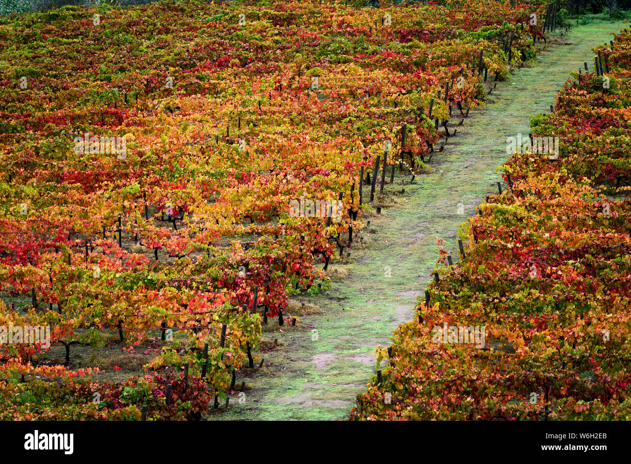 Colourful foliage on vines in a vineyard, Douro Valley; Portugal Stock ...