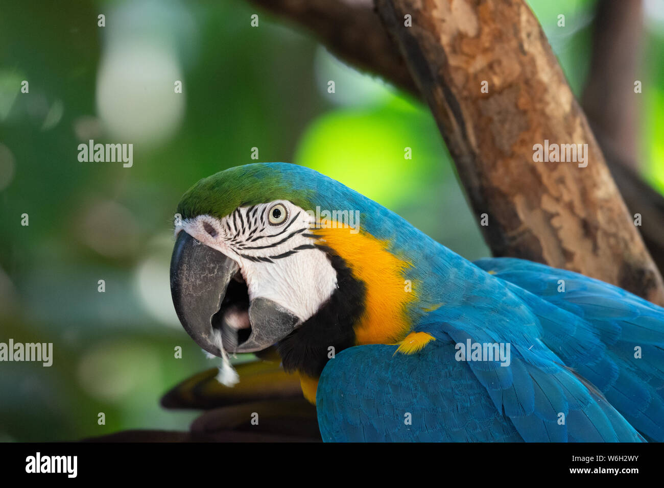Scarlet macaws jungle hi-res stock photography and images - Alamy