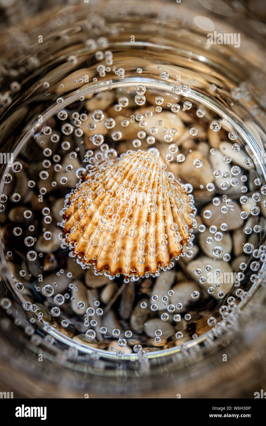 High angle view of sea shell in sparkling water multiple bubbles Stock ...