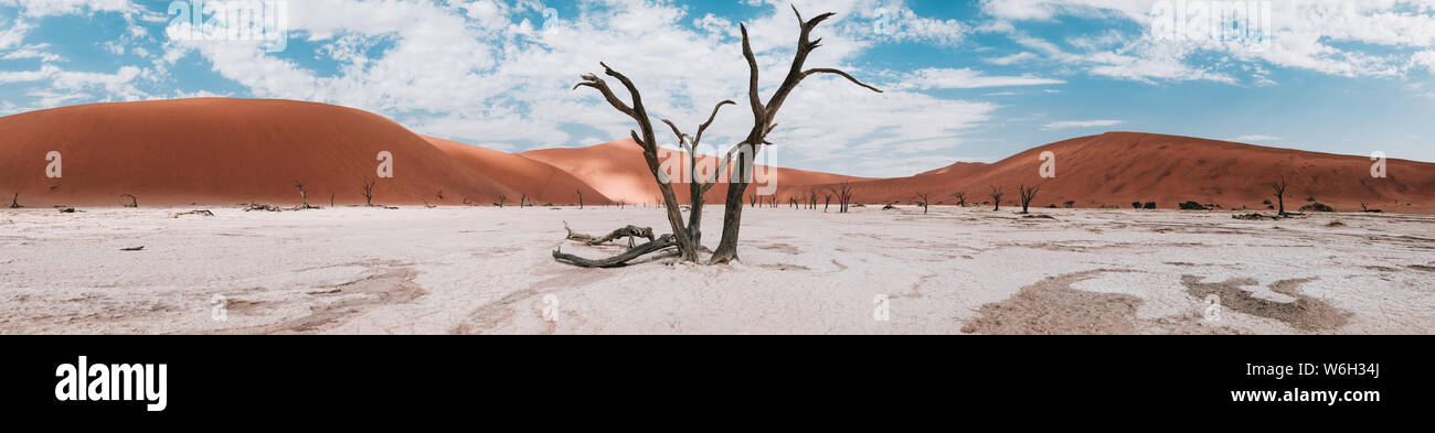 Skeleton trees in namibia hi-res stock photography and images - Alamy