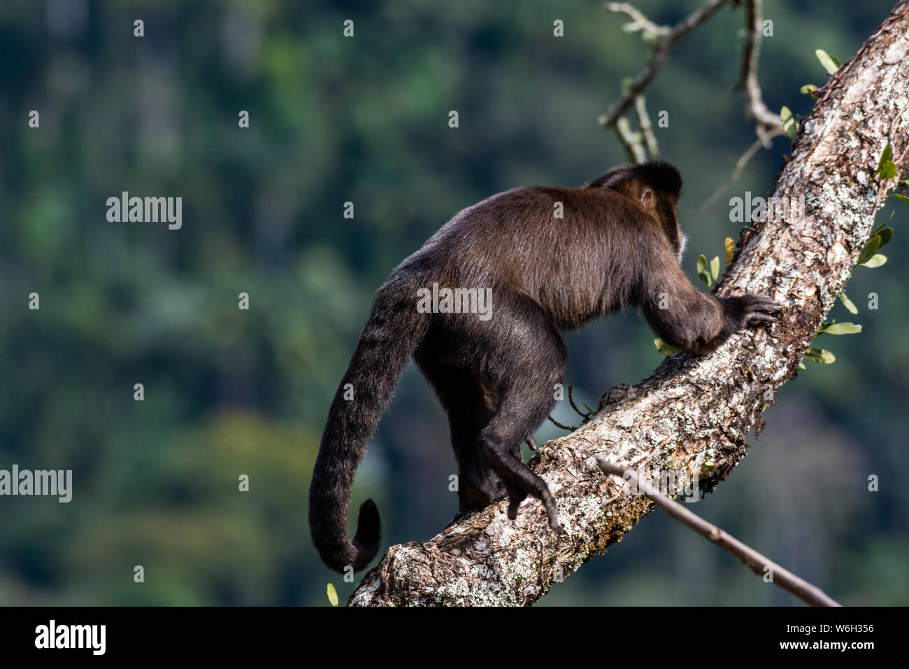 Mata atlantica animals hi-res stock photography and images - Alamy