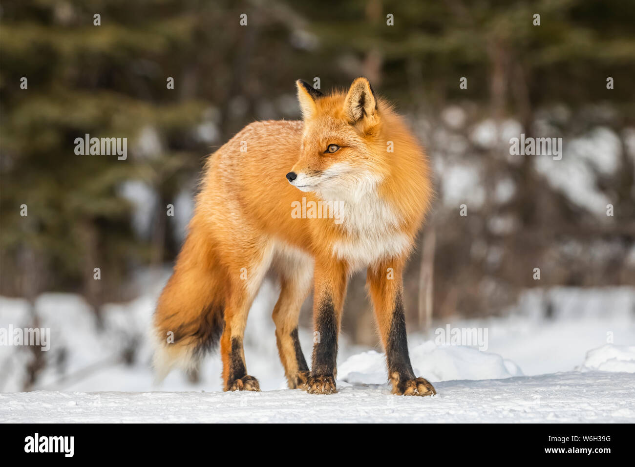 Red fox looking image hi-res stock photography and images - Alamy