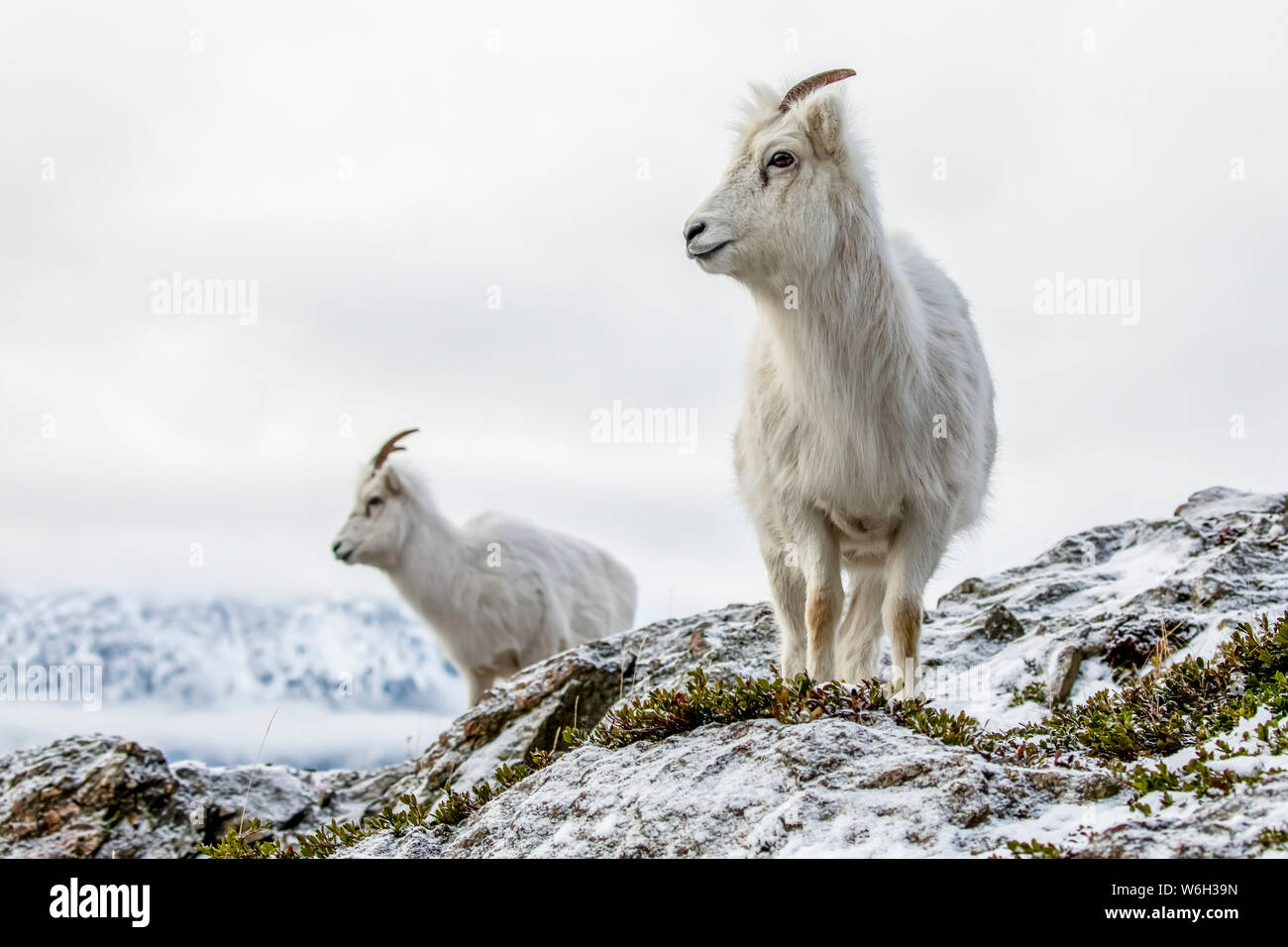 Dall sheep on sheep mountain hi-res stock photography and images - Alamy