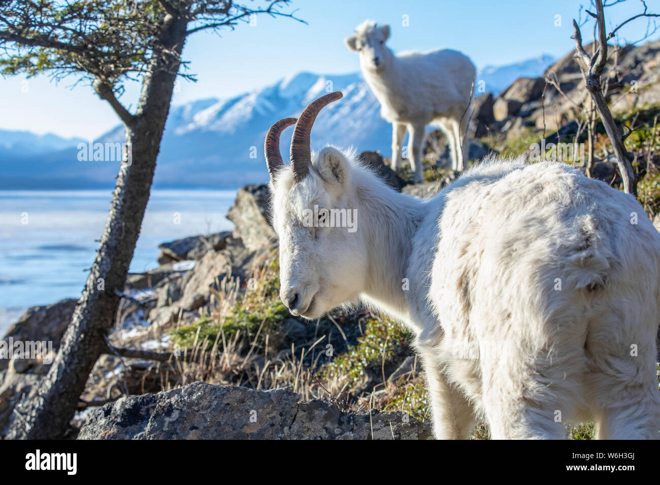 Back side of a lamb hi-res stock photography and images - Alamy