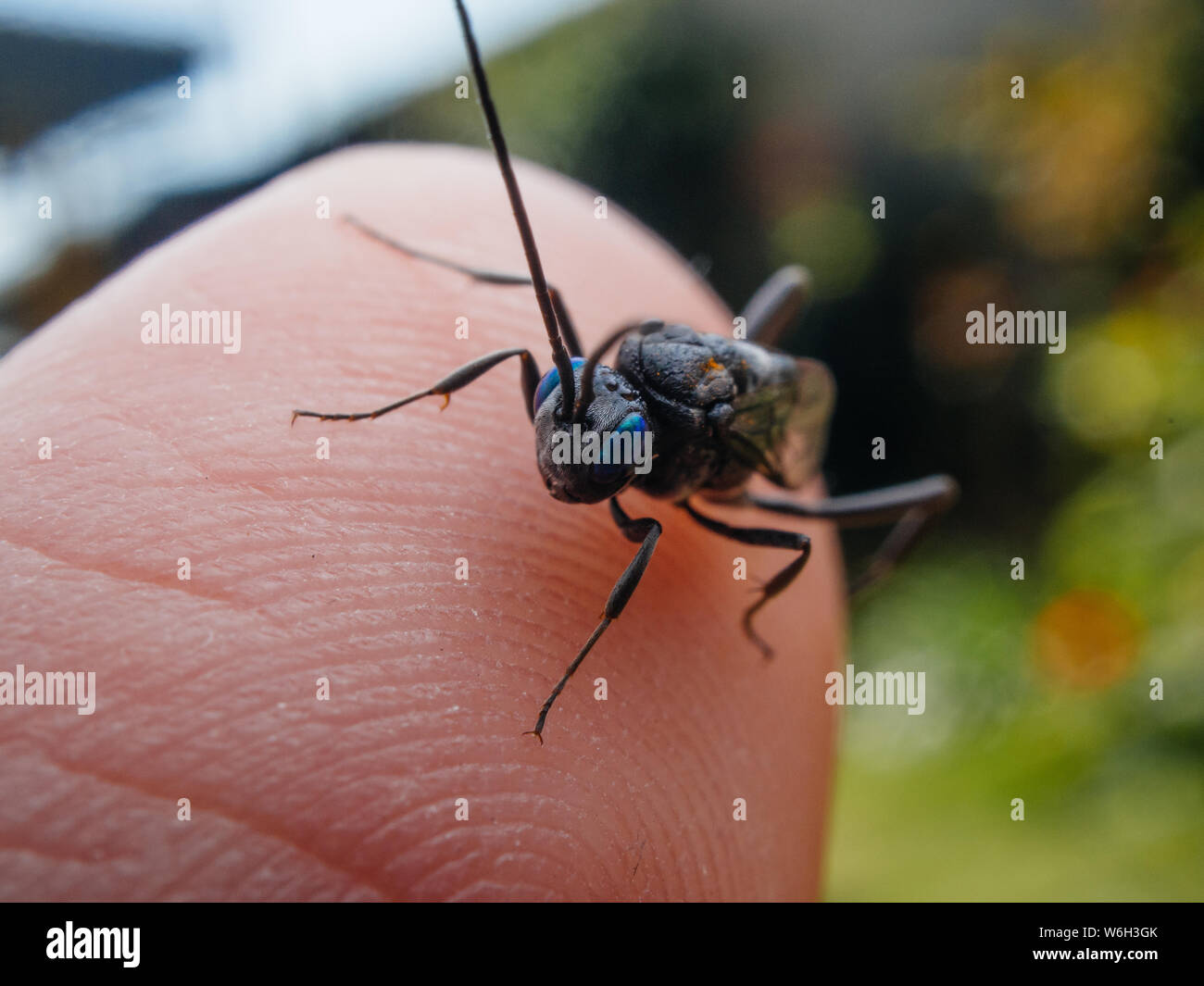 Close-up of a wasp that parasites cockroach eggcases Stock Photo - Alamy