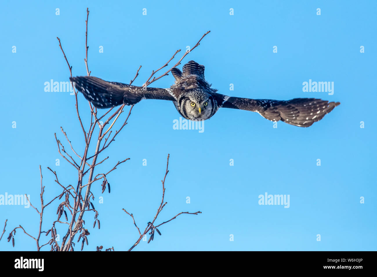 Owl prey attack hi-res stock photography and images - Alamy