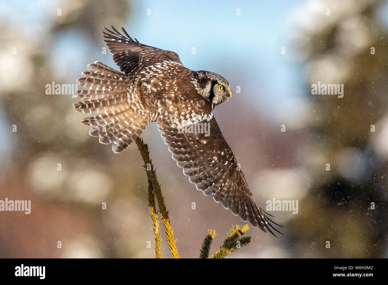 Northern Hawk Owl (Surnia ulula), known for sitting on the highest ...