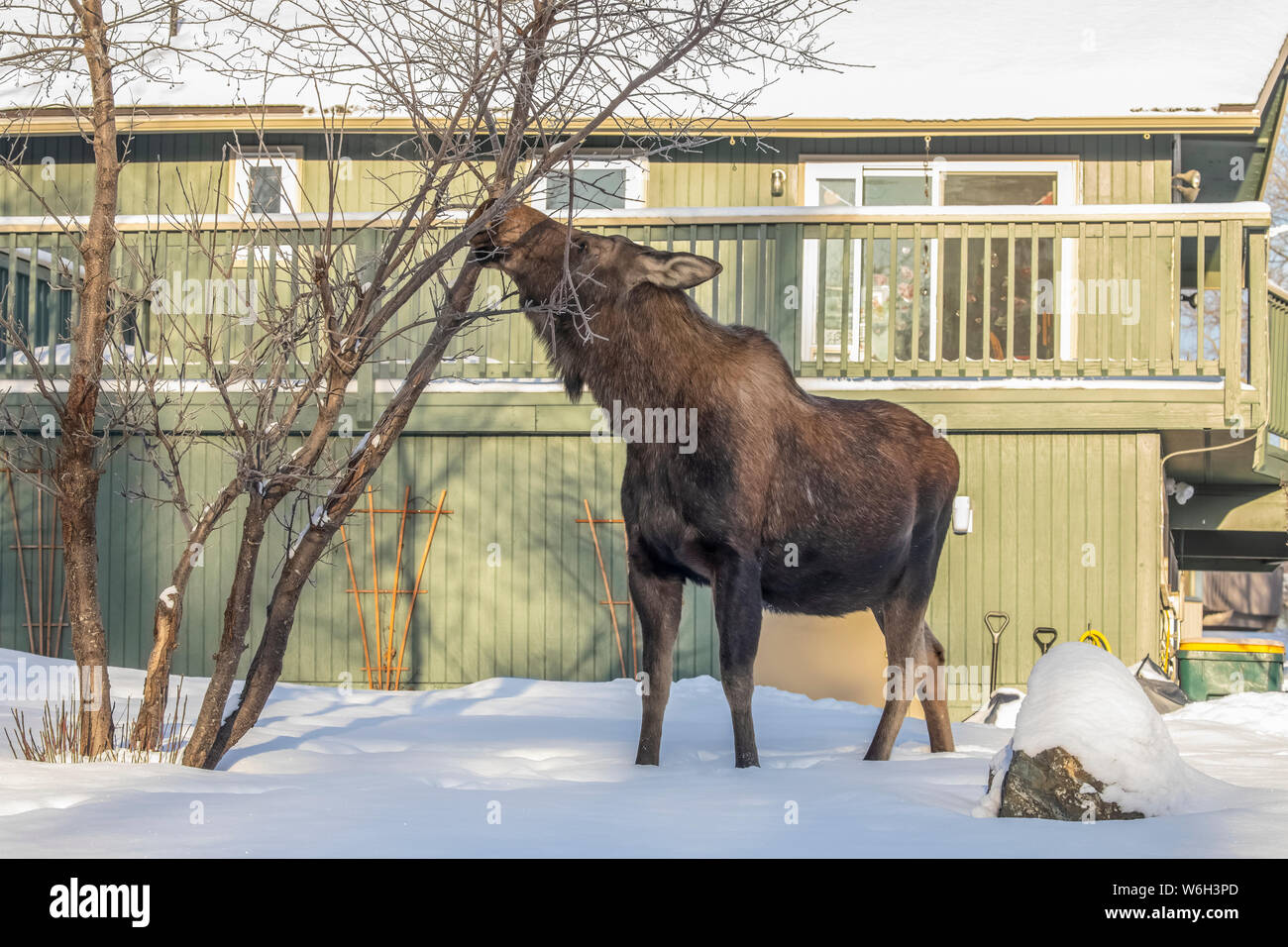A cow moose (Alces alces) feeds on twigs and bark in winter with ...