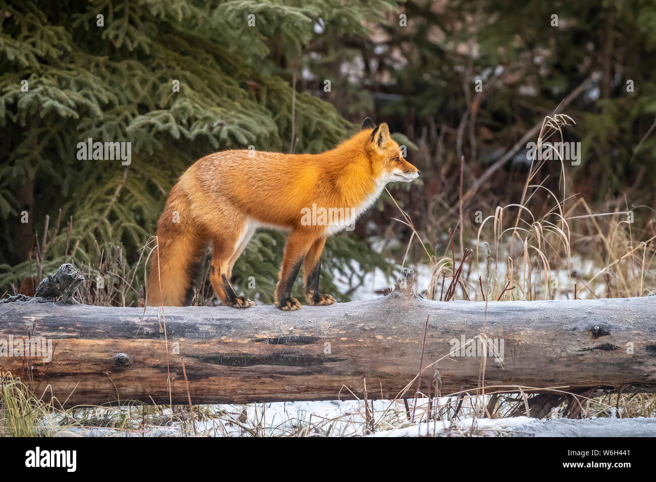 Red fox (Vulpes vulpes) standing on a log and watching another fox ...