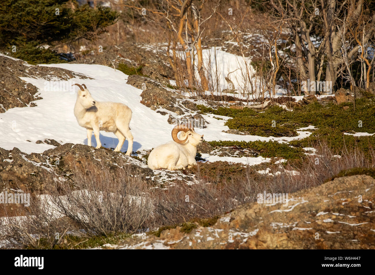 Dall sheep rams (Ovis dalli), Denali National Park and Preserve; Alaska ...