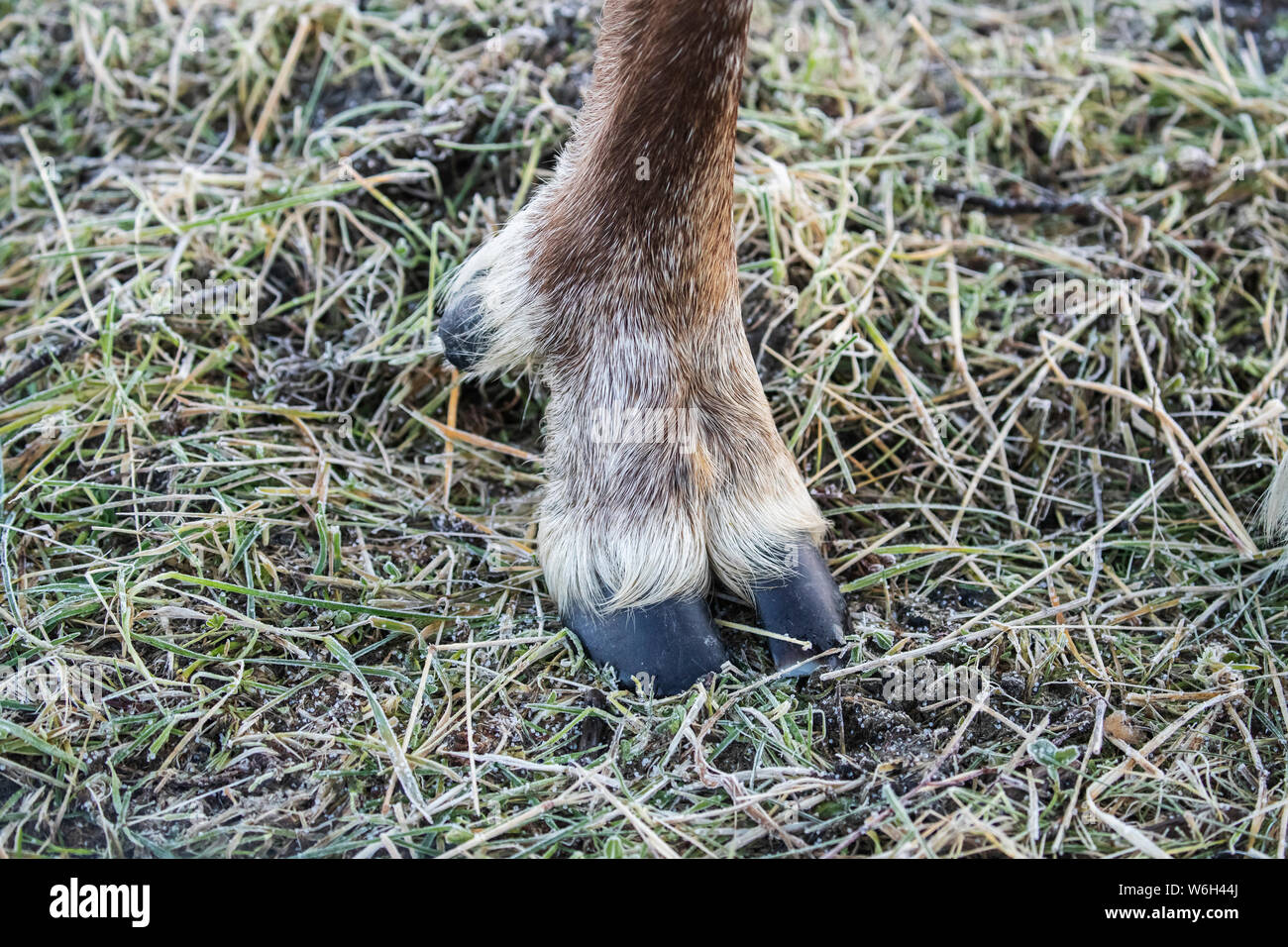 Hoof of captive Caribou (Rangifer tarandus), the only captive caribou ...