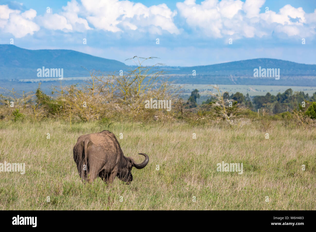 Colour landscape photograph of single lonely Buffalo photographed from ...