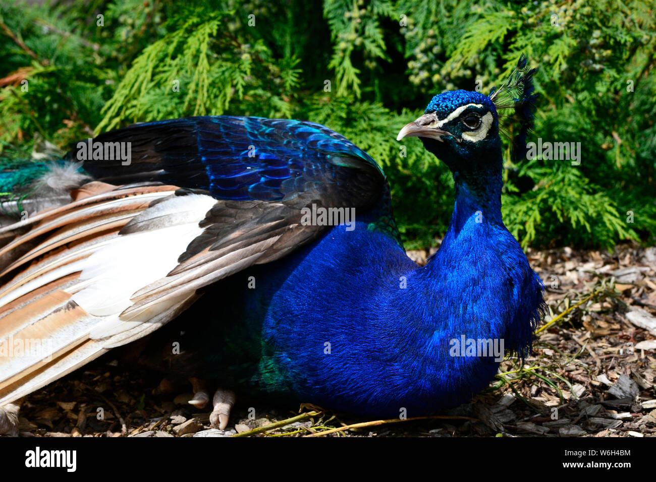 Peacock resting at Lincolnshire Wildlife Park, Friskney, Boston ...