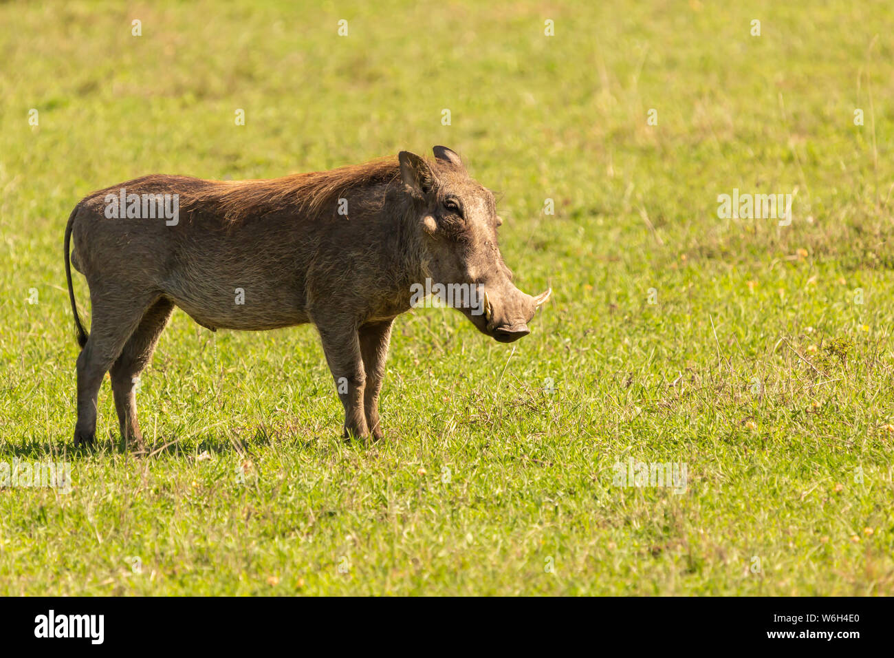 Colour photograph of single adult wild Warthog standing in profile ...