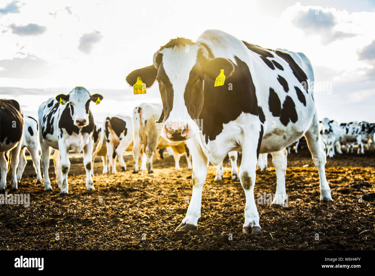 Curious Holstein cows looking at the camera while standing in a fenced ...