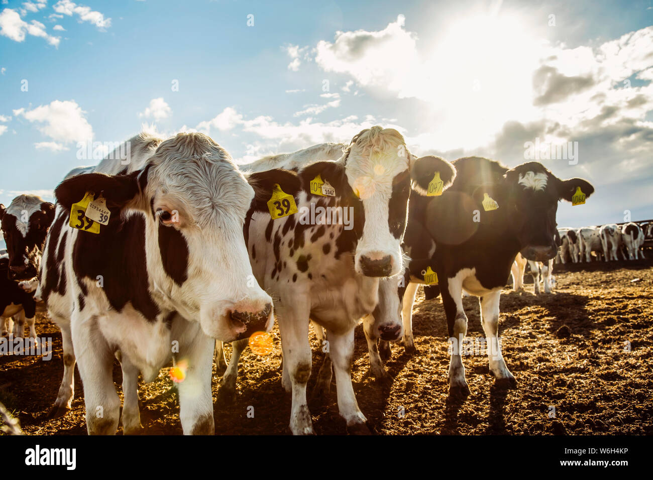 Curious Holstein cows looking at the camera while standing in a fenced ...