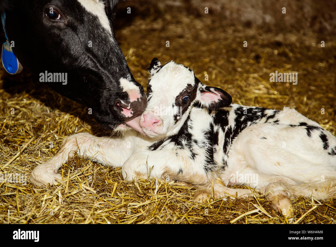 Holstein cow with her newborn calf in a pen on a robotic dairy farm ...