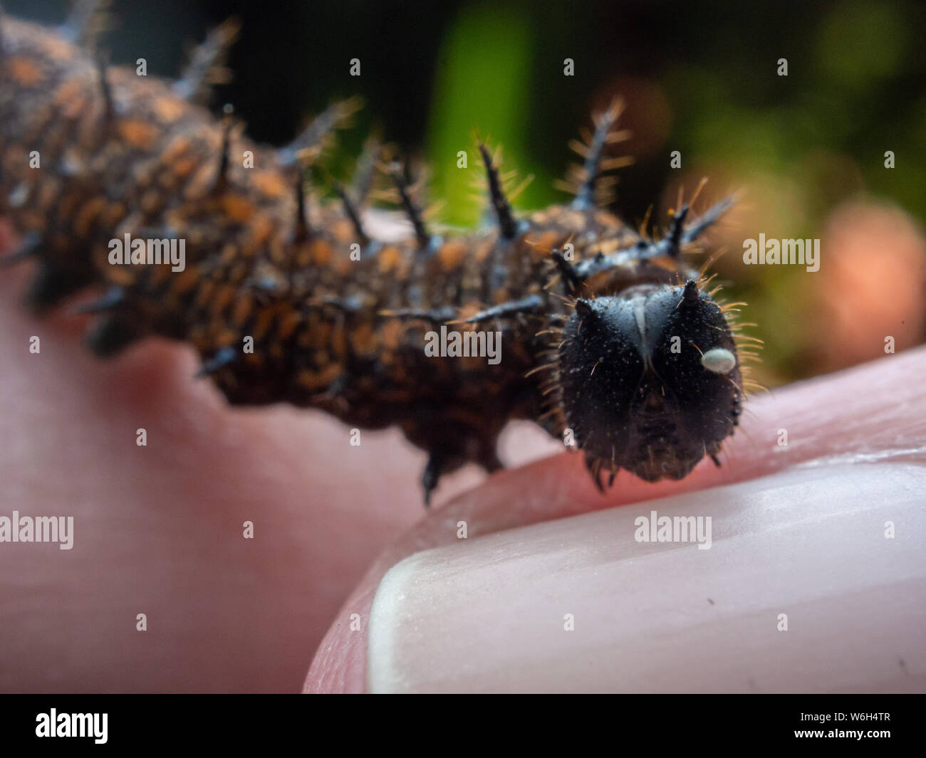 Garden fauna hi-res stock photography and images - Alamy