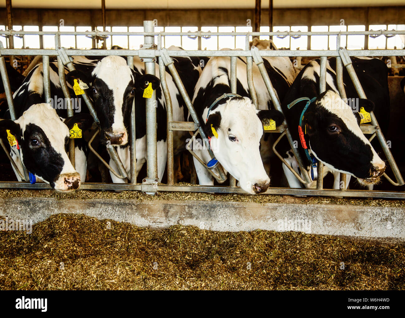 Holstein dairy cows with identification tags on their ears standing in ...