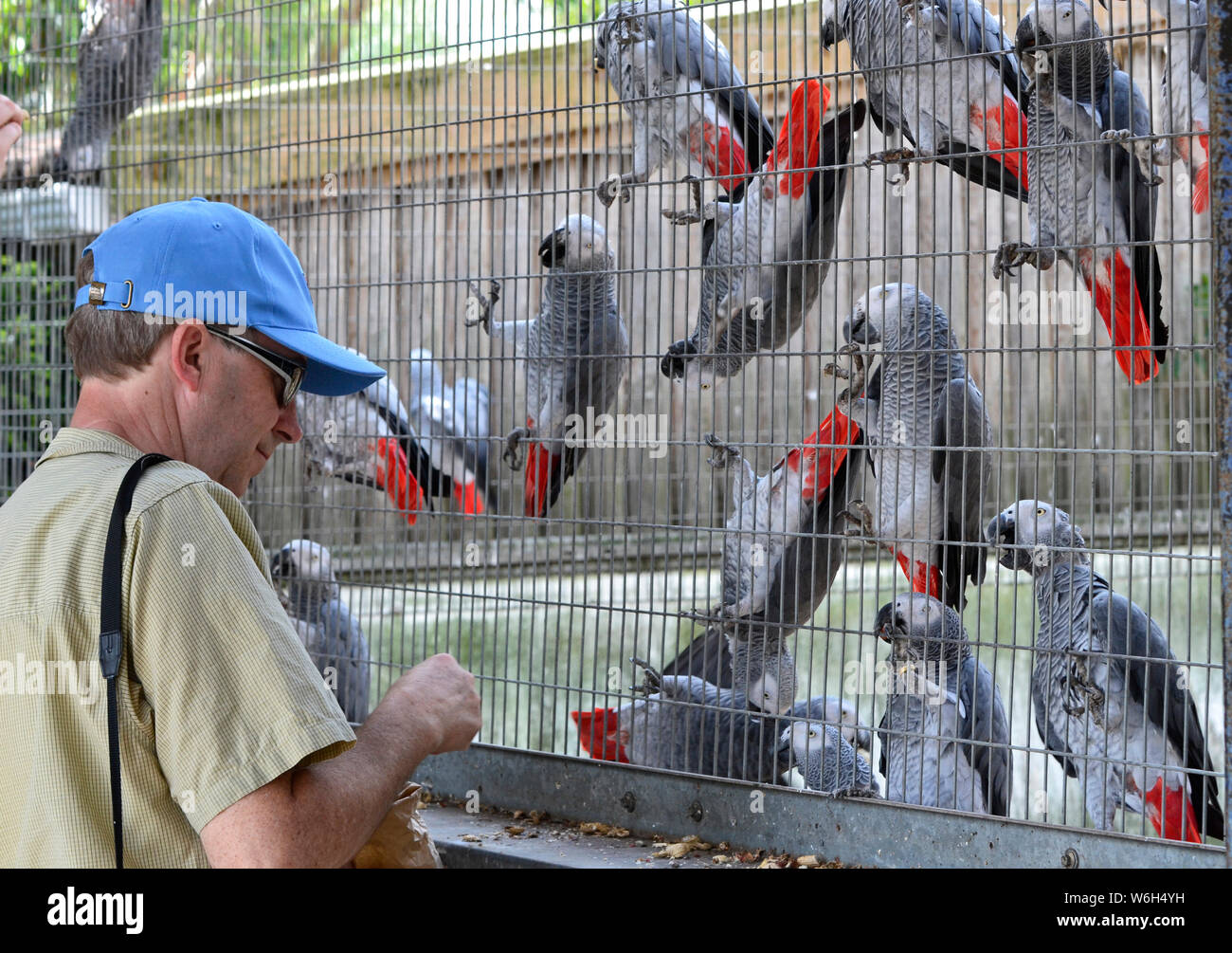Man feeding the African grey parrot at Lincolnshire Wildlife Park ...