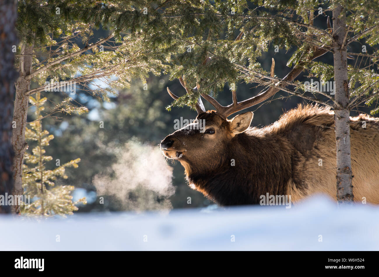 Bull elk in the winter Stock Photo - Alamy
