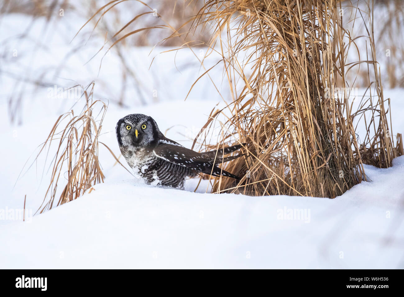 Northern Hawk Owl (Surnia ulula) standing in snow; Alaska, United ...